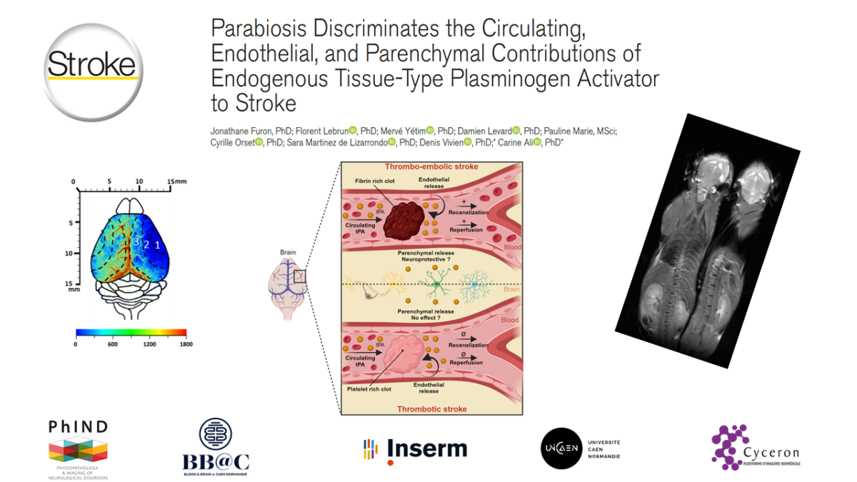Parabiosis Discriminates the Circulating, Endothelial, and Parenchymal ...